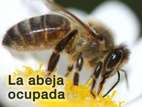 Abeja Ocupada Sello De Abeja Abeja Botánica, Abeja Ocupada, Abeja